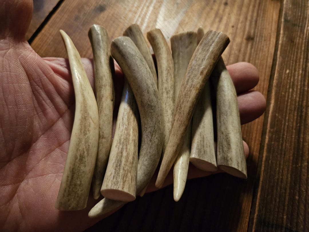 10 Deer Antler Tips Tines Points 3" to 4" for Crafting, Jewelry ...