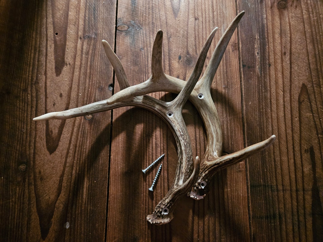2 Whitetail Antler Wall Hooks, Coat Rack, Jewelry Holder, Fishing Fly ...