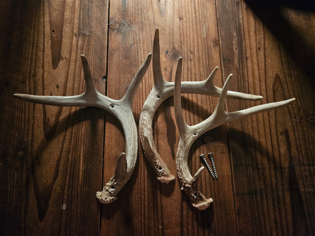 3 Whitetail Deer Shed Antler Wall Hooks, Utility, Coat Rack, Dog Leash ...