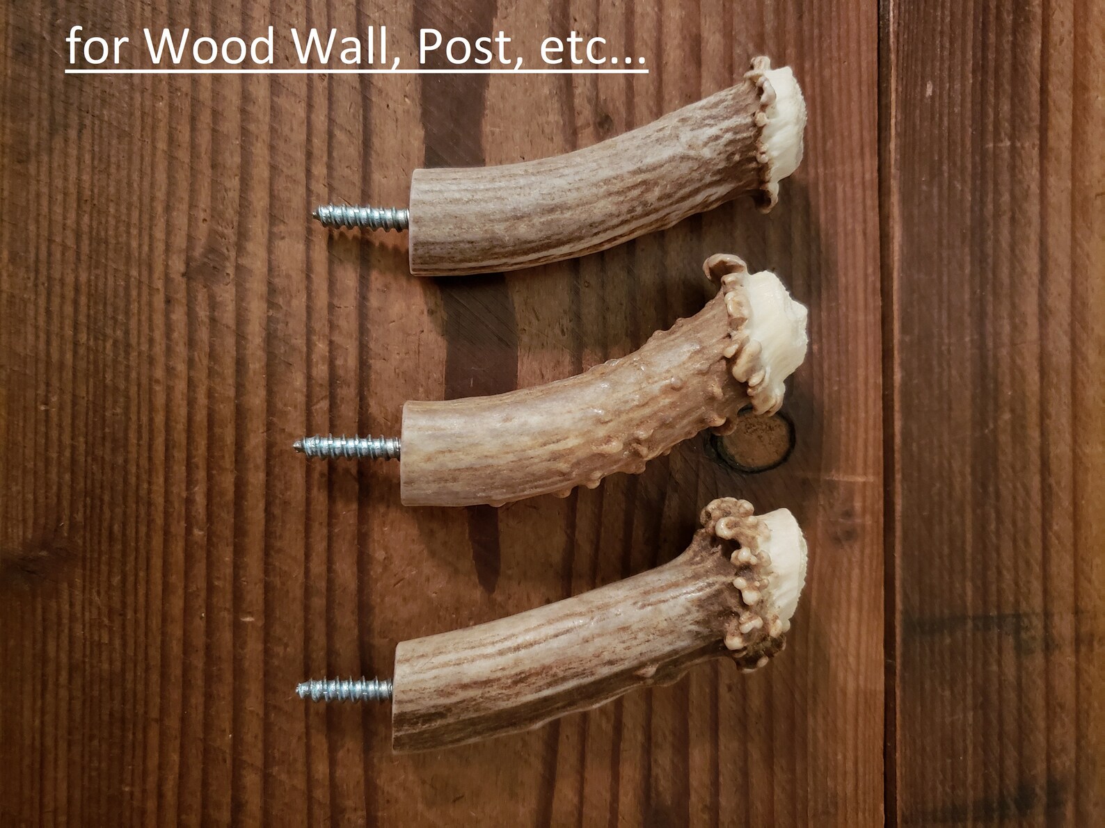 Real 3" Antler Crown Wall Hook Screw Into Stud Through Drywall, Wood ...