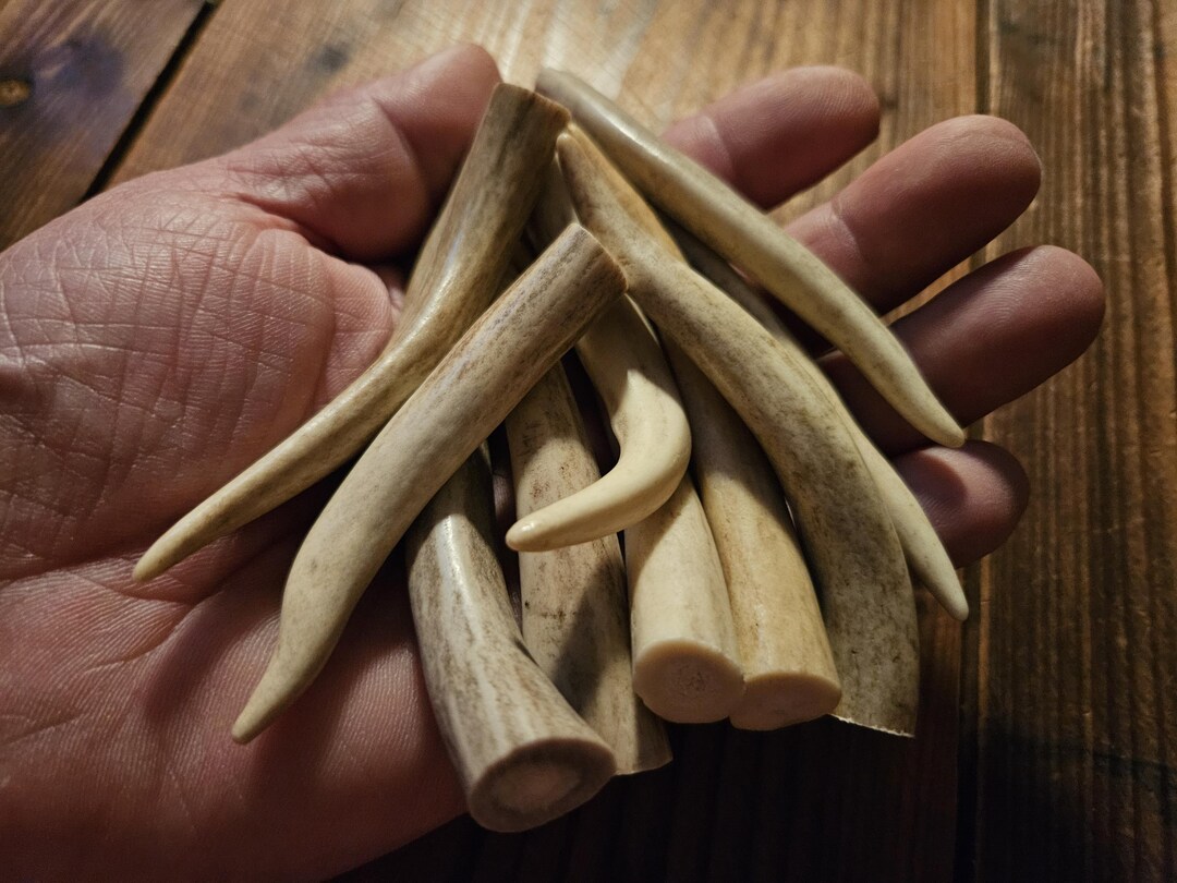 10 Deer Antler Tips Tines Points 3" to 4" for Crafting, Jewelry ...