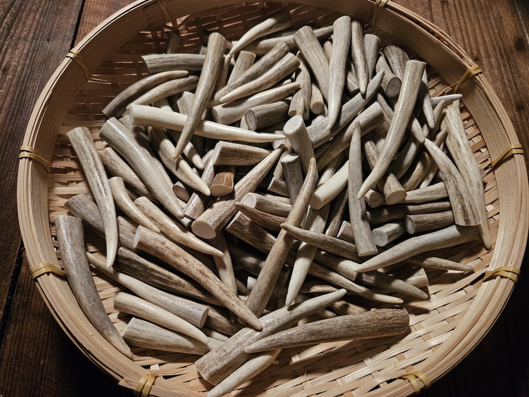 Fresh Deer Antler Tips, Points, Tines, Choose Your Size and I'll Select ...