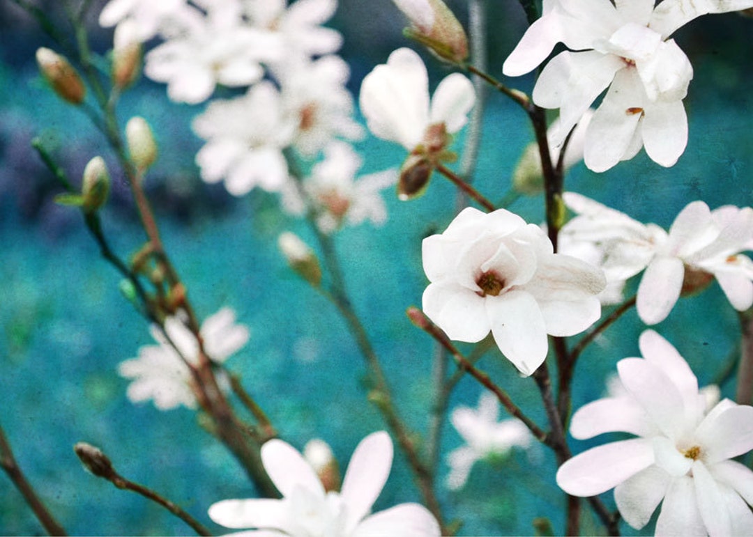 Dreamy Teal Blue Blossom Flowers Romantic Photo Print LIMITED EDITTION ...