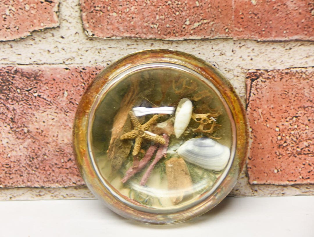 Glass Dome Paperweight Sea Shells Starfish Driftwood Coral Midcentury ...