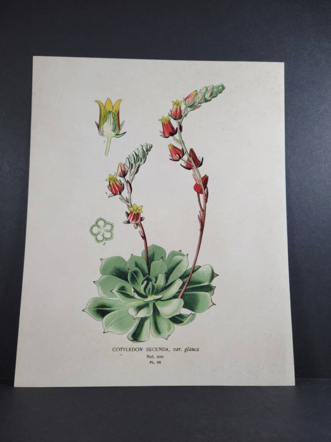 Vintage Succulent Lithograph 8 X 10 Print Art - Etsy