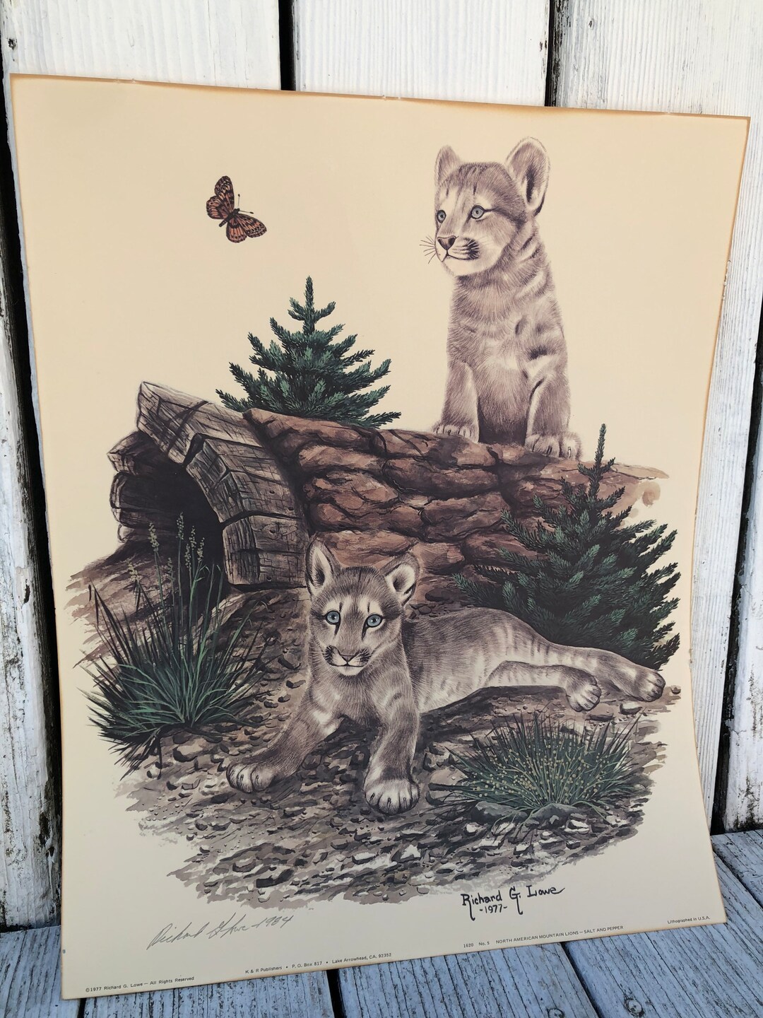 1970s Lithograph. Unframed Nature Scene. Mountain Lion Cubs. - Etsy