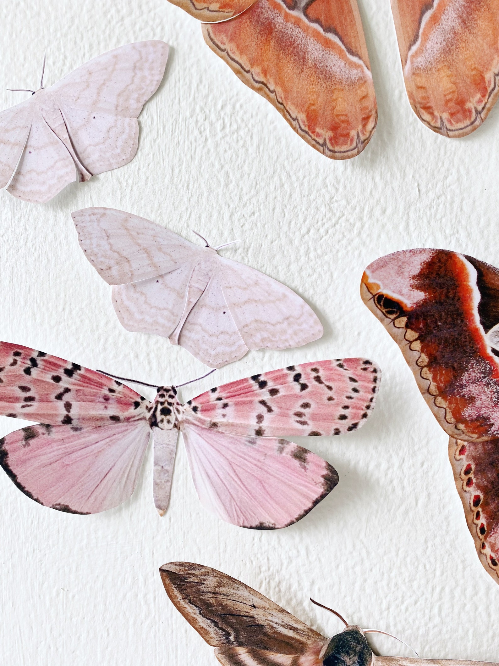 Giant Paper Moth Decor - Etsy