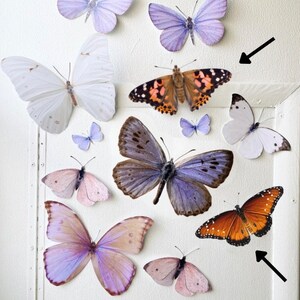 Giant Pastel Paper Butterflies - Etsy