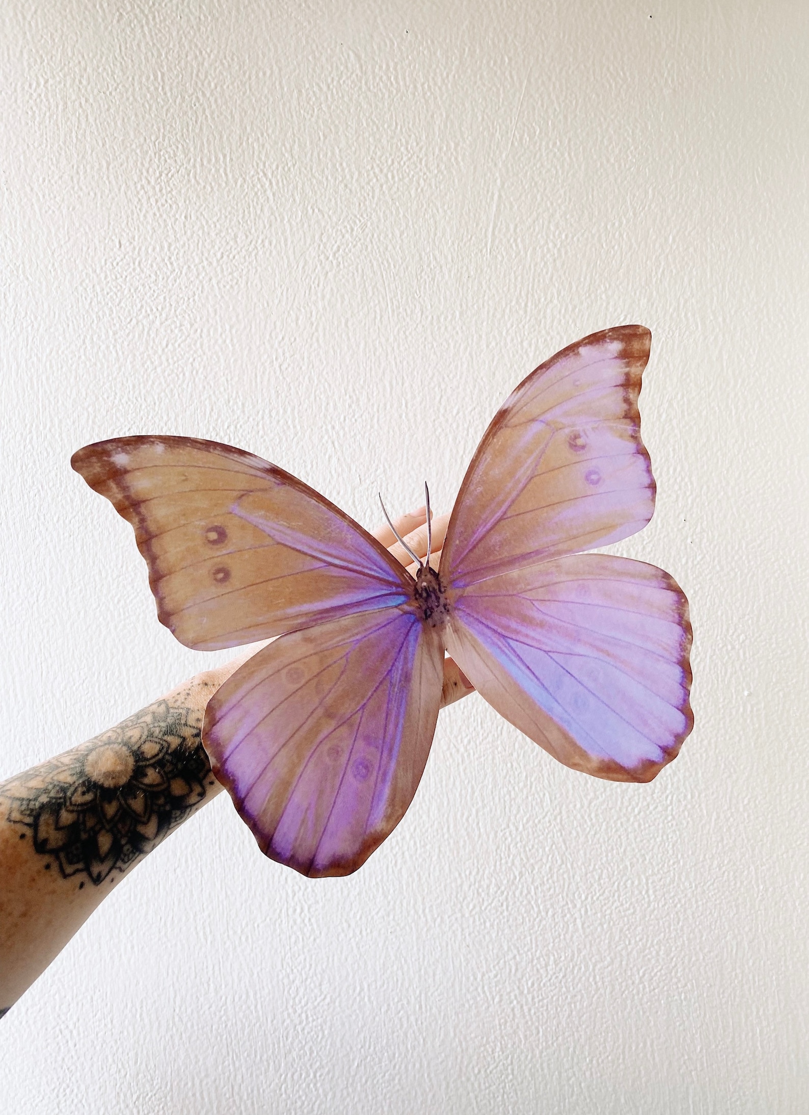 Giant Pastel Paper Butterflies - Etsy