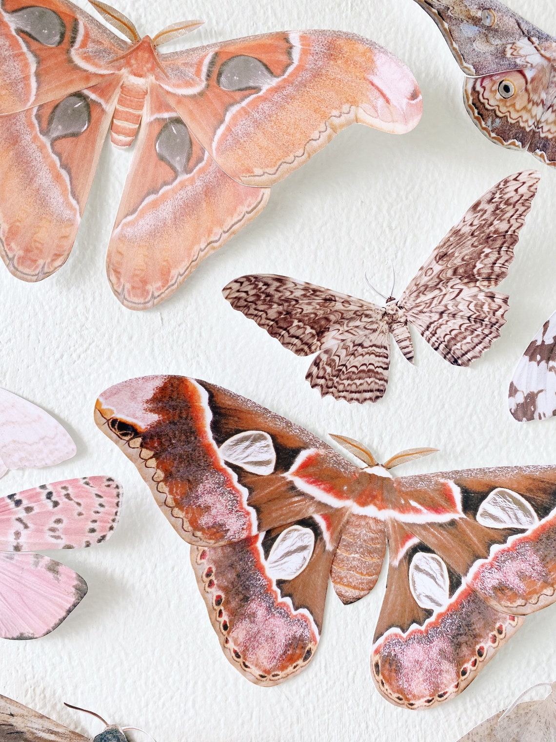 Giant Paper Moth Decor - Etsy