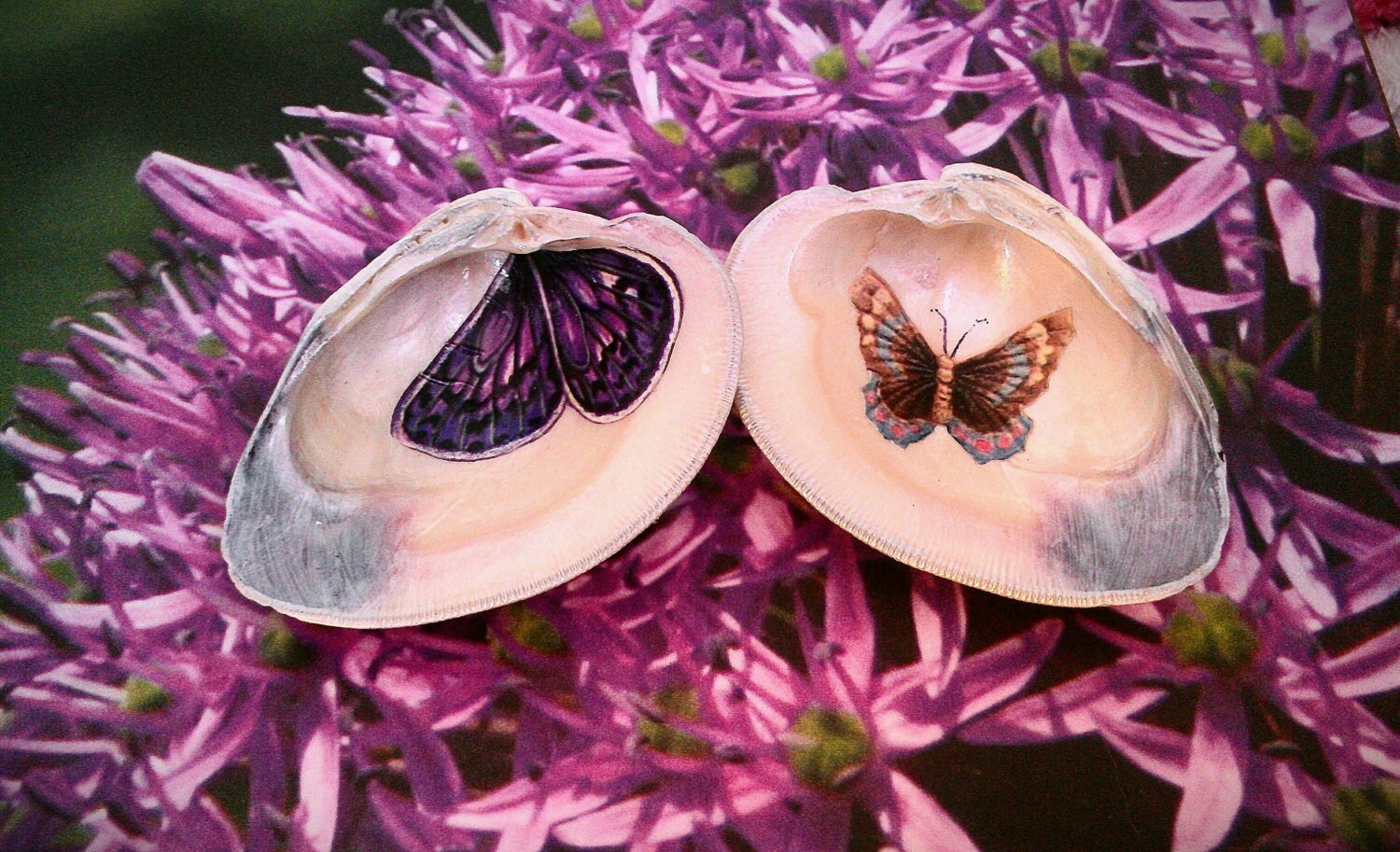 Butterfly Mixed Media Sea Shells Nautical Home Garden Decoration - Etsy