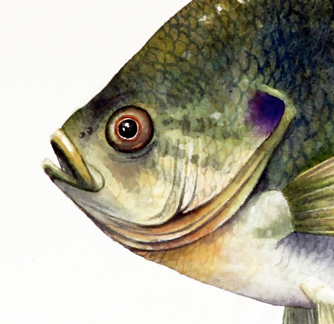 Bluegill in the Brush. Watercolor on Paper, 14 X 10. Free Shipping. - Etsy