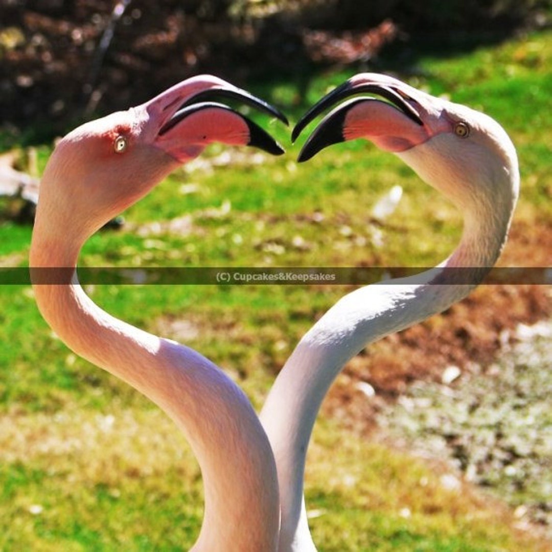 Pink "flamingo Love" Fine Art Photograph - Etsy
