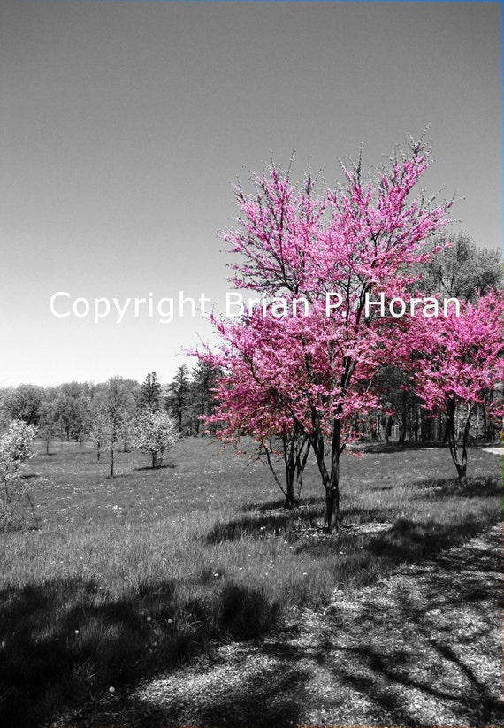 Spring Blooming - Etsy