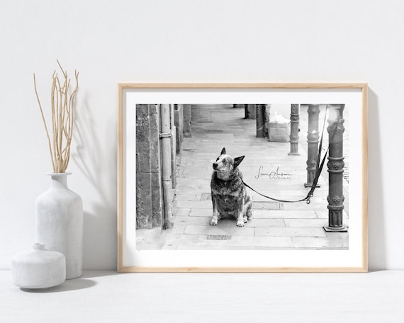 Barcelona Dog Photography Spain Fine Art Print Wall Art Home | Etsy
