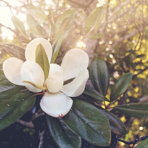 Textured Vintage Southern Magnolia Photography Fine Art Home Decor ...
