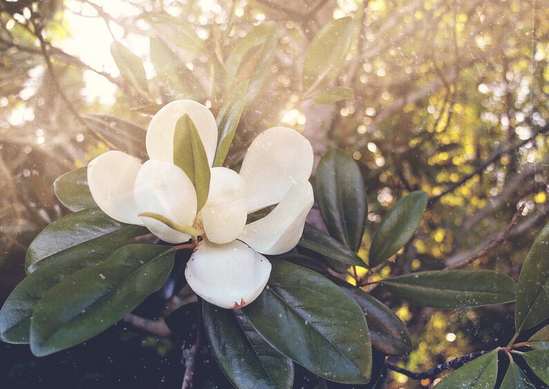 Textured Vintage Southern Magnolia Photography Fine Art Home Decor ...