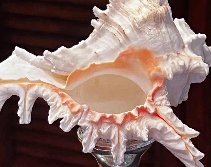 Charming Eastern White and Pink Murex Shell on a Sterling Silver 4 Inch ...