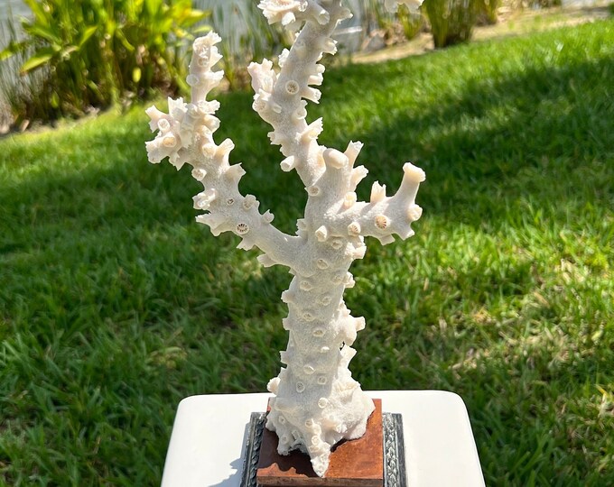 15 Inch Tall, Show Quality, Octopus Sea Coral Mounted on a Custom ...