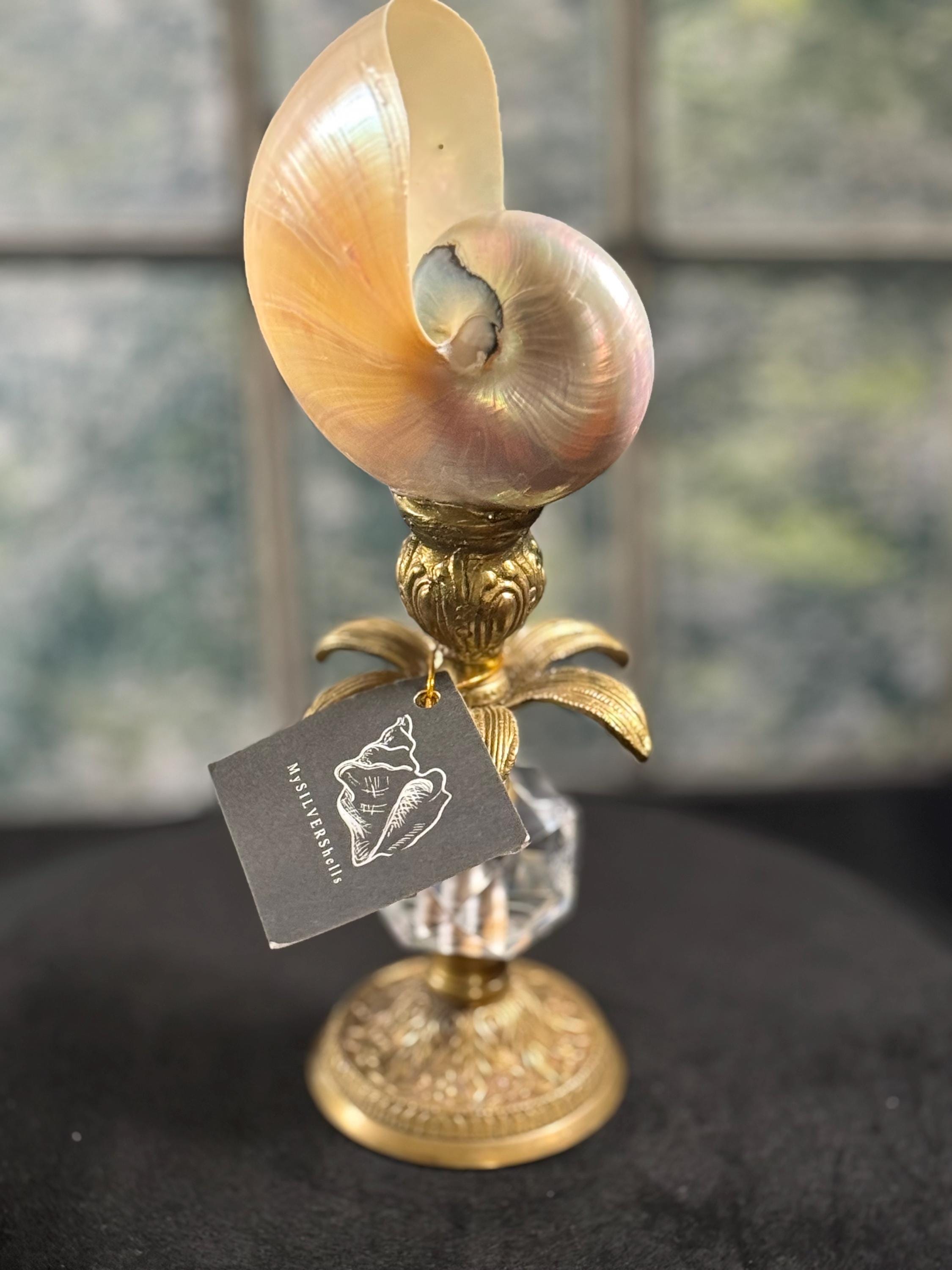 Pearlized Nautilus Shell on Rococo Brass Crystal Pedestal - Etsy