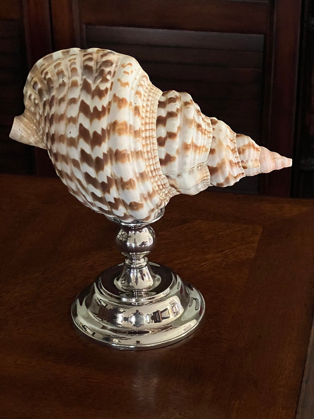 Very Large 12 Inch Triton's Trumpet Shell Beautiful Markings Mounted on ...