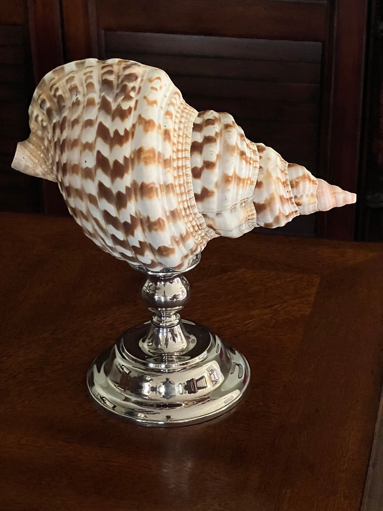 Very Large 12 Inch Triton's Trumpet Shell Beautiful Markings Mounted on ...