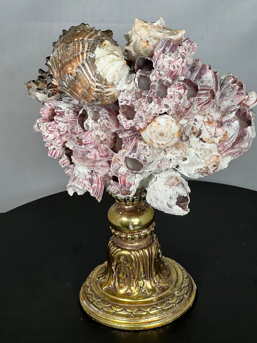 Beautiful Collection of Pink and Purple Barnacle, Black and White Murex ...