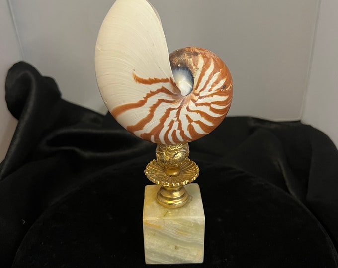 Natural 5inch Nautilus Sea Shell Mounted on a Vintage Ornate Gold and ...