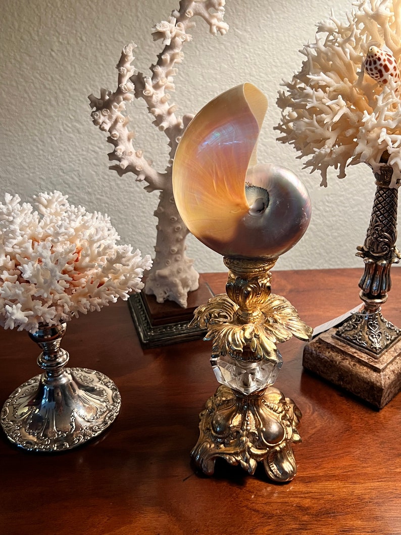 Pearlized Nautilus Sea Shell Mounted on a Beautiful Crystal and Gold ...