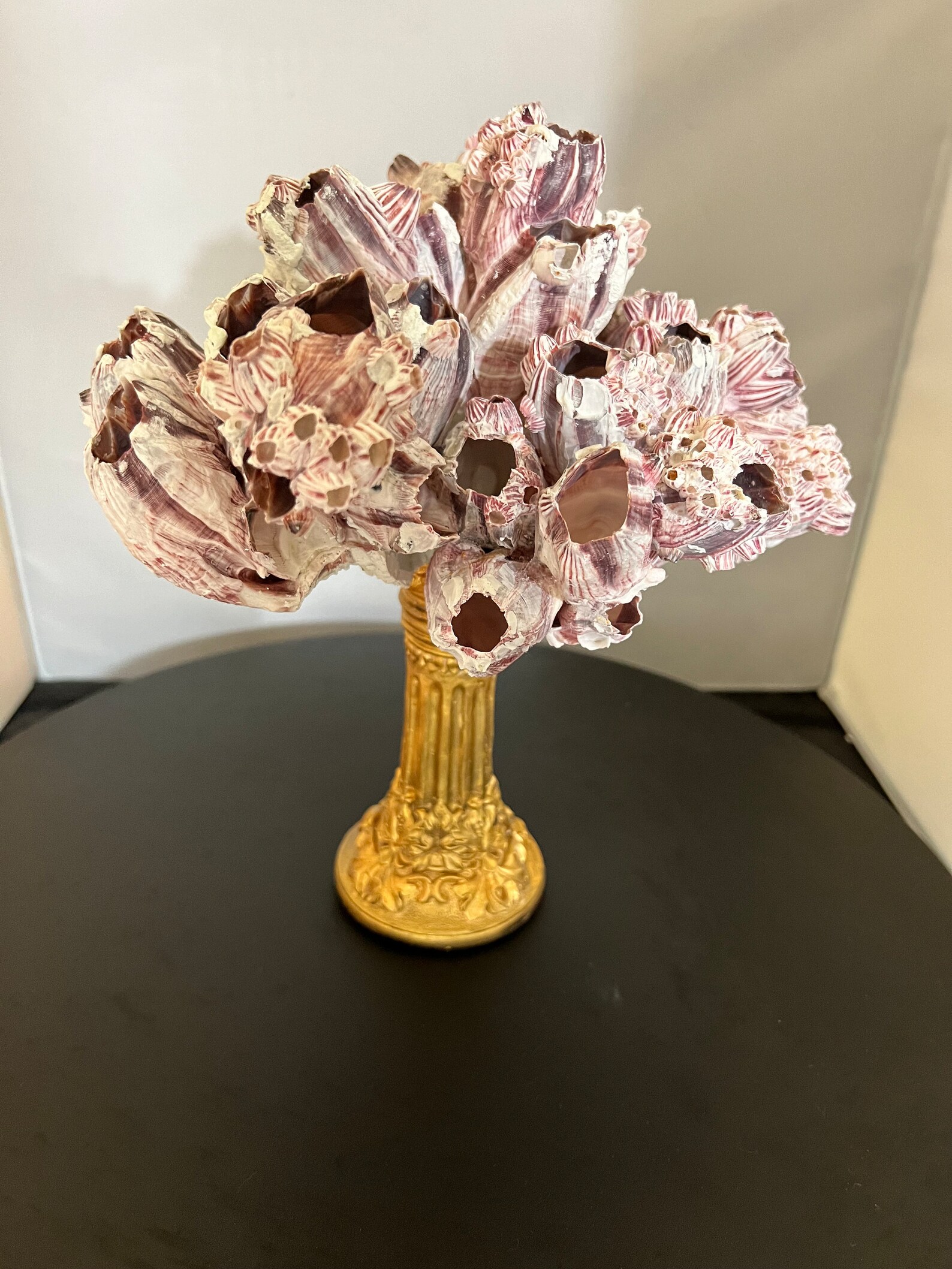 Large Cluster of Pink and Purple Sea Barnacles Mounted on a Gold ...