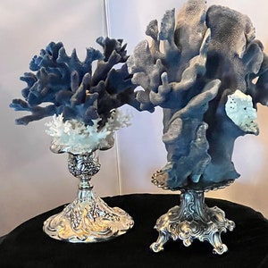 Show Quality Blue Coral Cluster Surrounded With Lace Coral Accents ...
