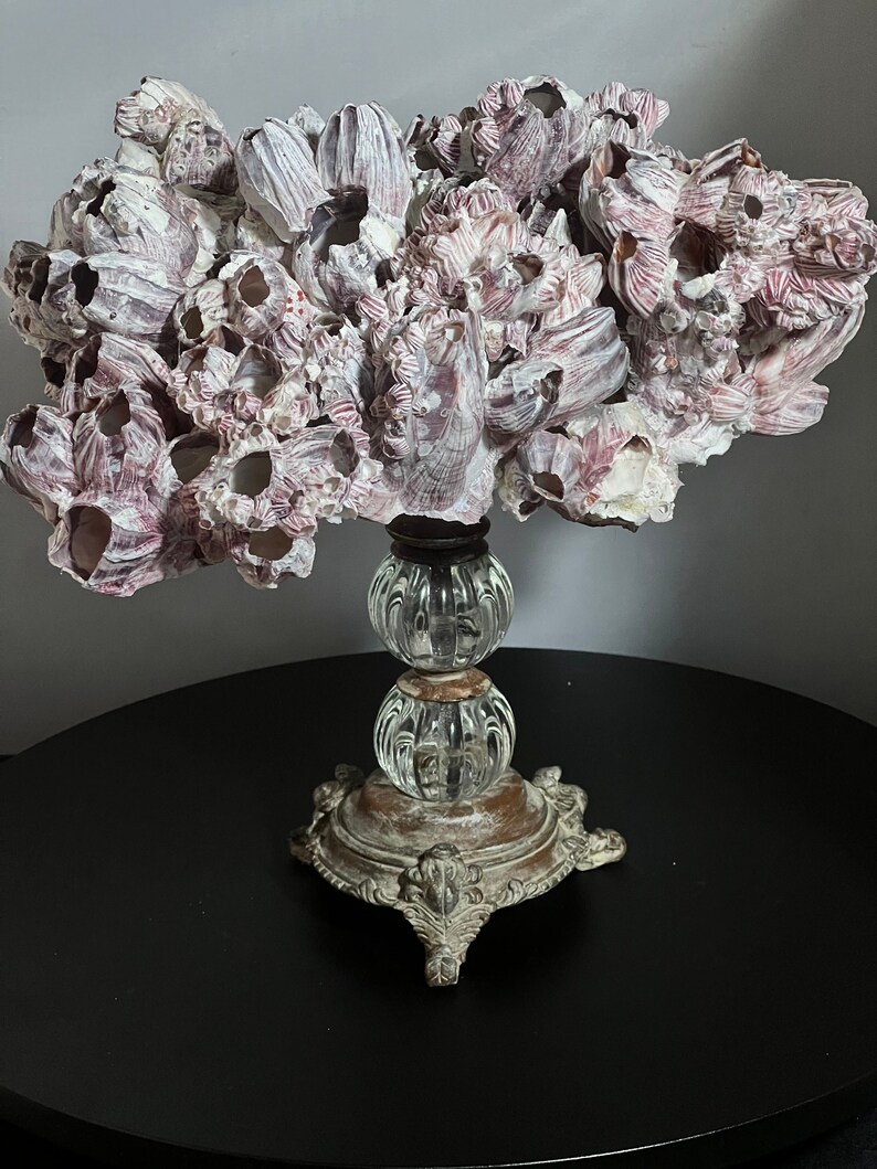 Huge Pink and Purple 14 Barnacle Cluster Mounted on a Inch Antiqued ...