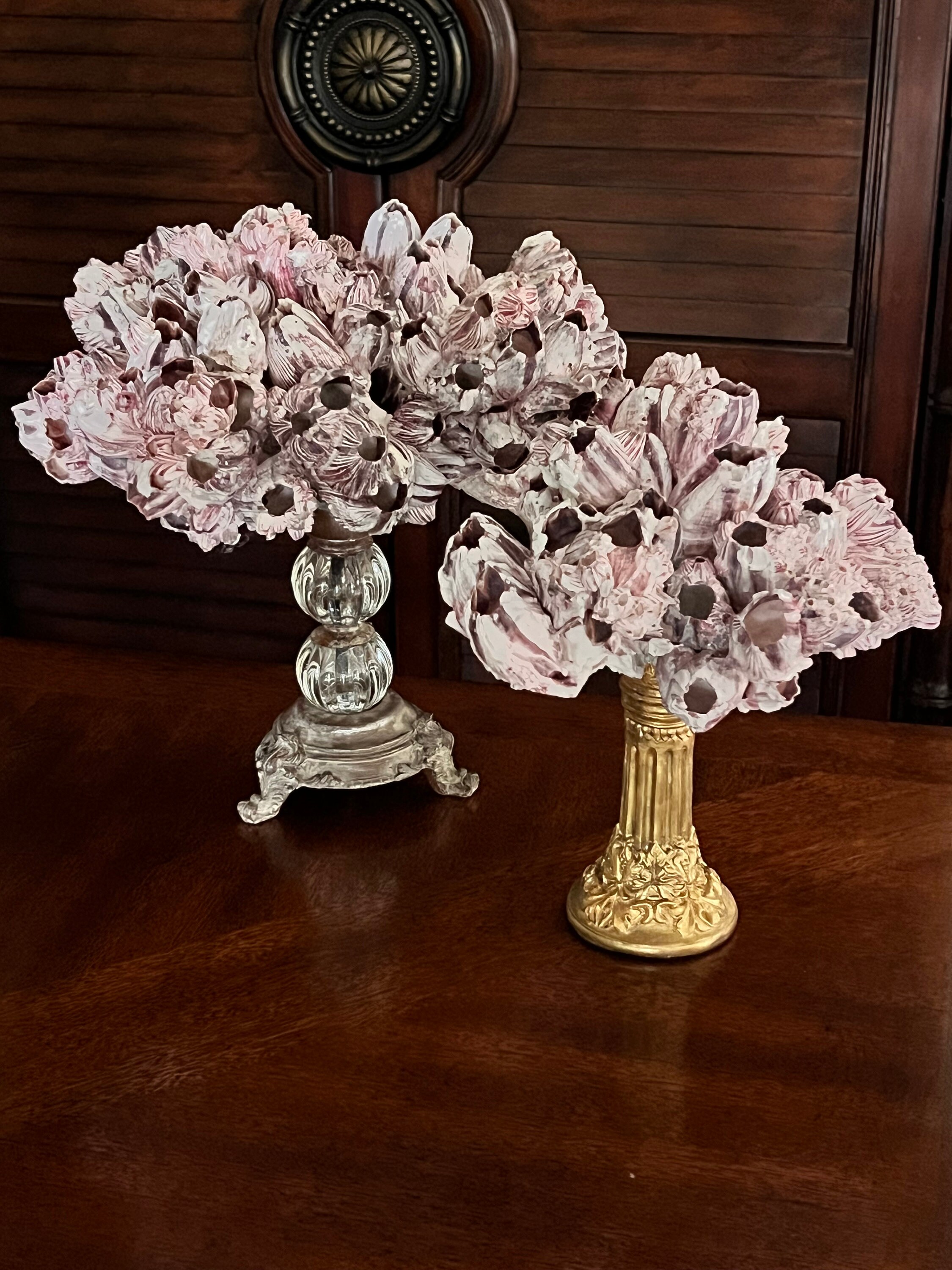 Large Cluster of Pink and Purple Sea Barnacles Mounted on a Gold ...