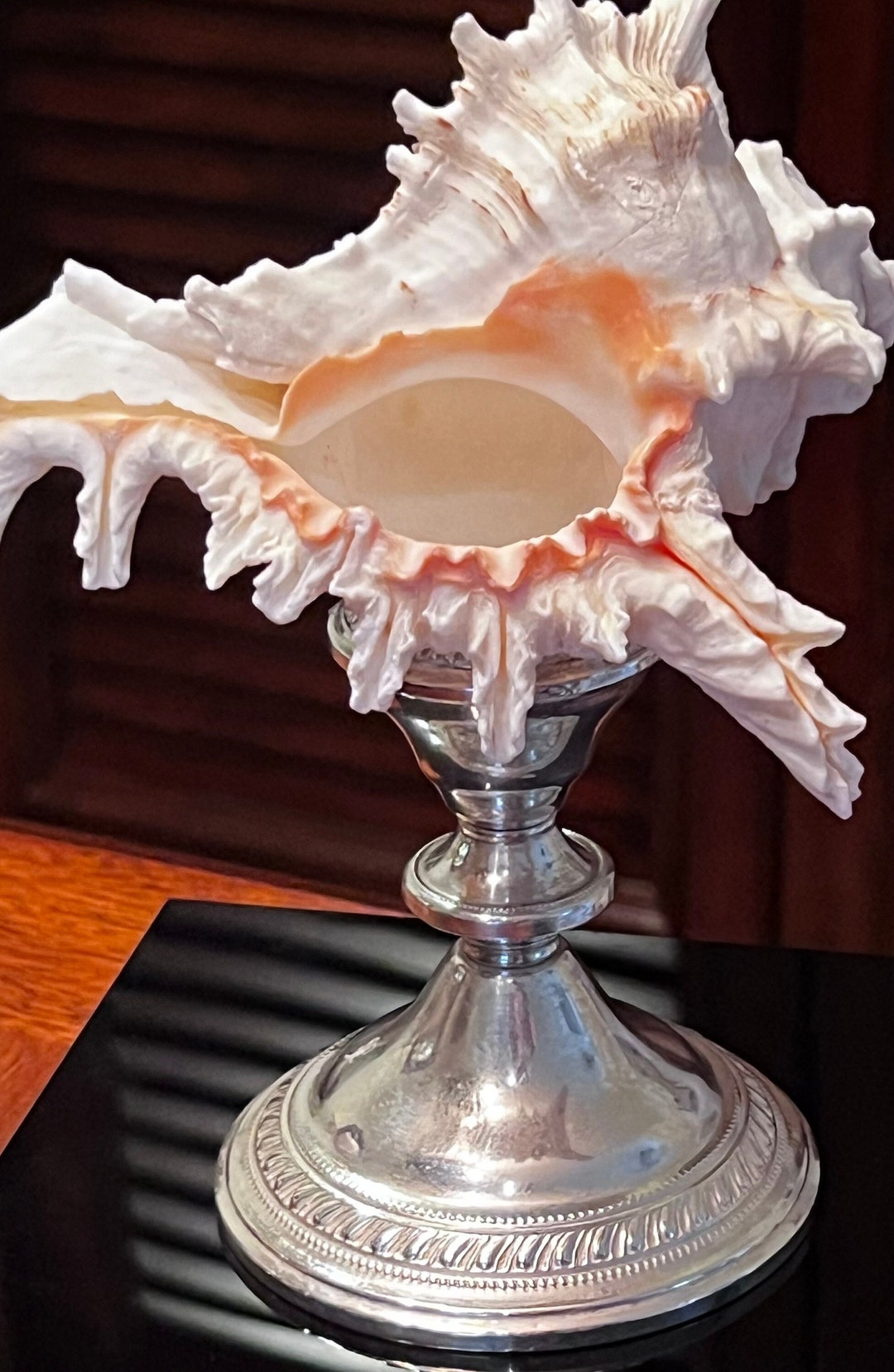 Charming Eastern White and Pink Murex Shell on a Sterling Silver 4 Inch ...