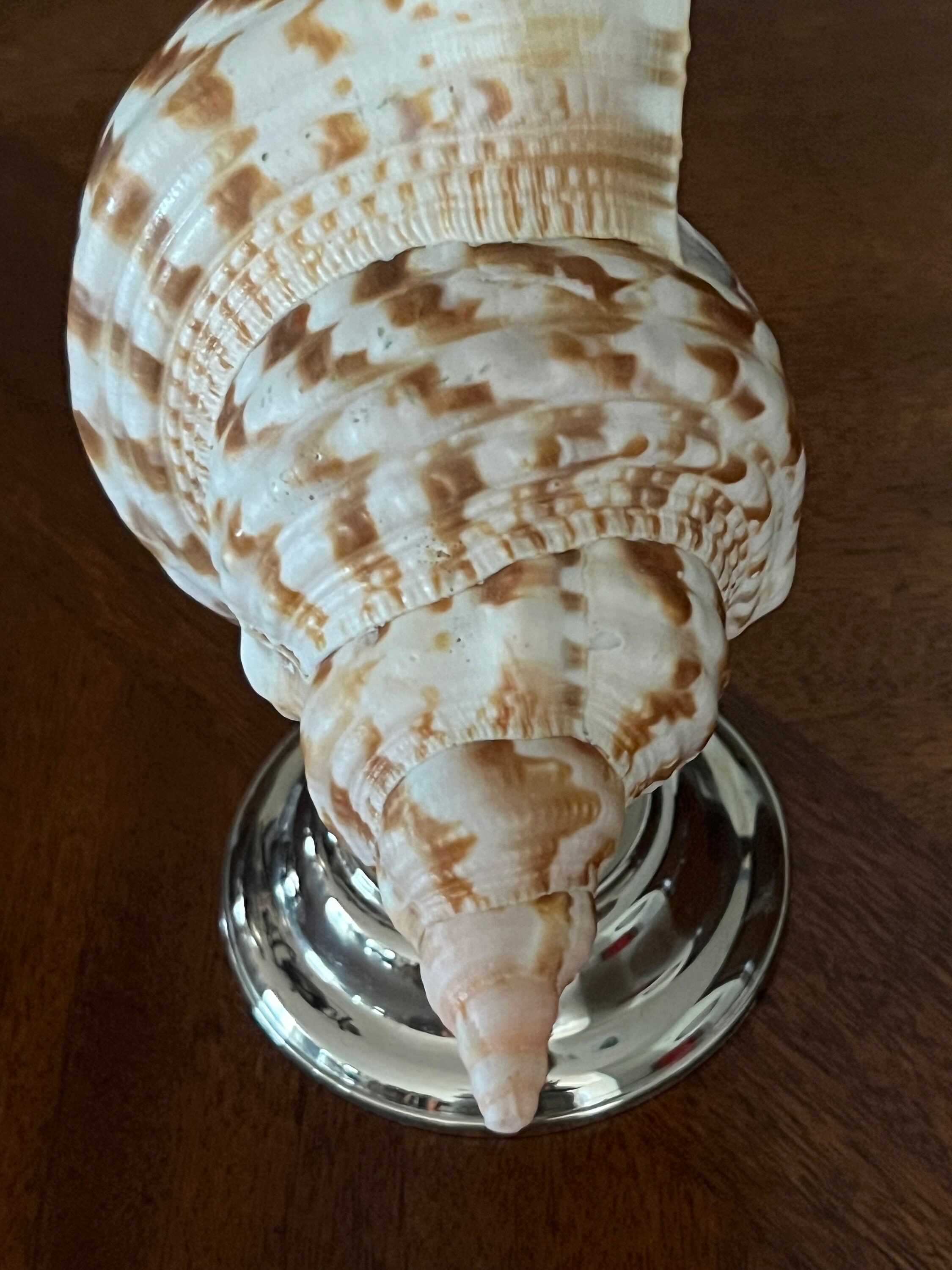 Very Large 12 Inch Triton's Trumpet Shell Beautiful Markings Mounted on ...