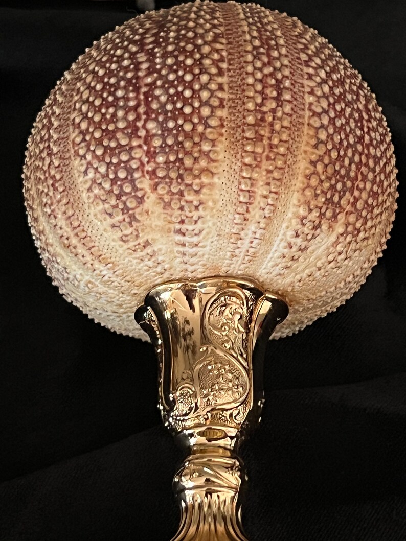 Vintage English 4 Sea Urchin Mounted on a Gold Plated 4 Unique and ...