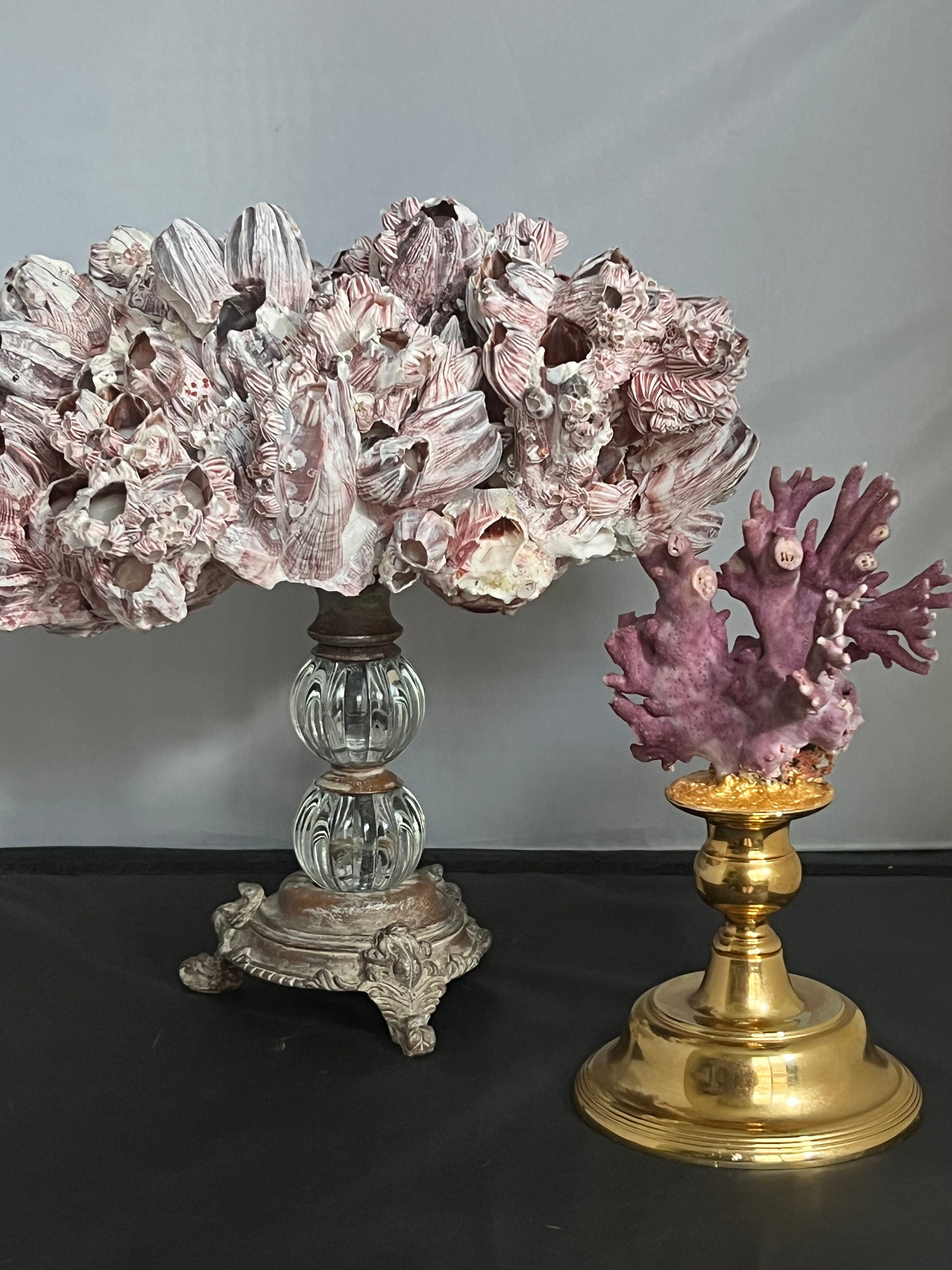 Large Cluster of Pink and Purple Sea Barnacles Mounted on a Gold ...
