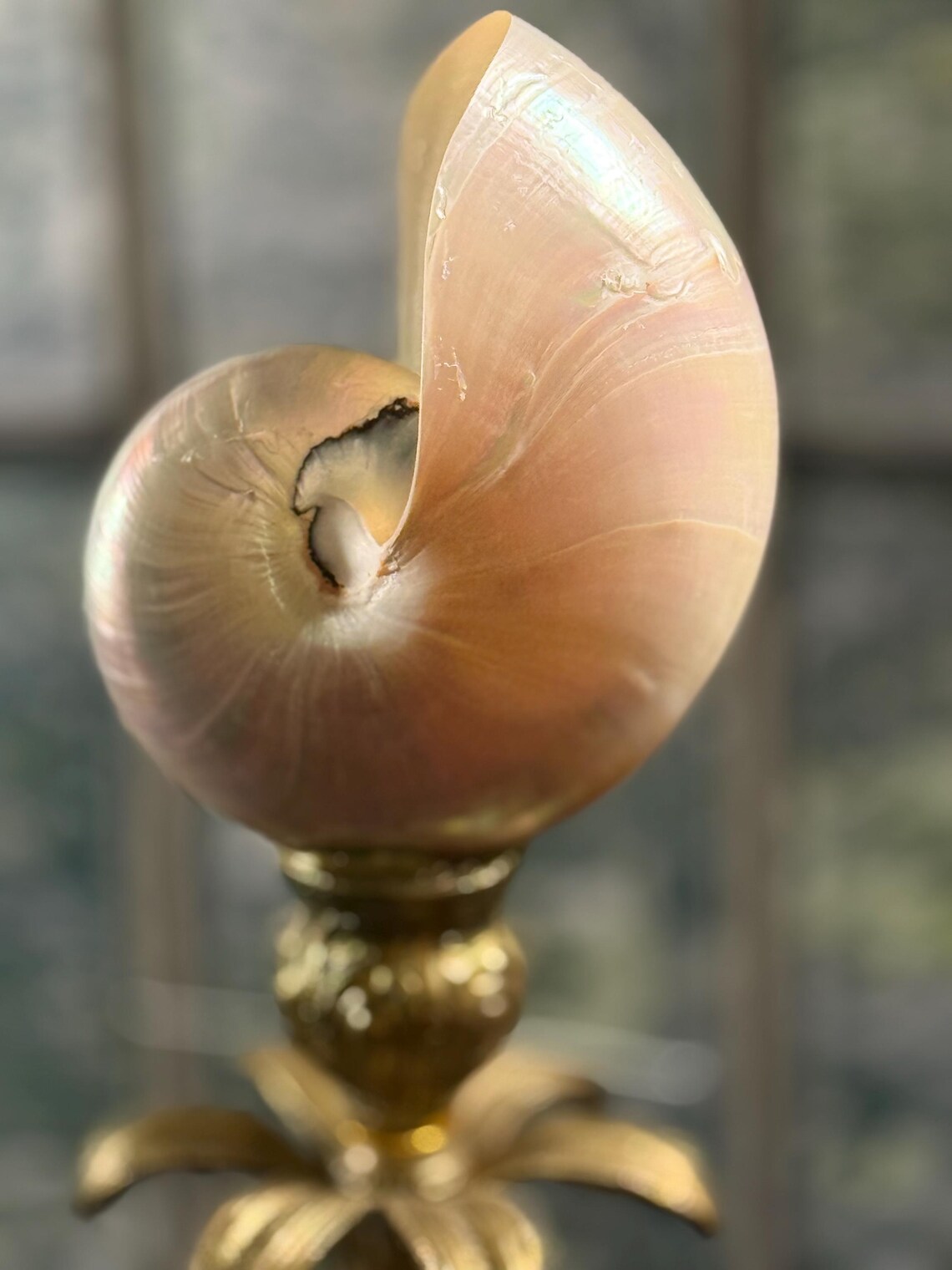 Pearlized Nautilus Shell on Rococo Brass Crystal Pedestal - Etsy