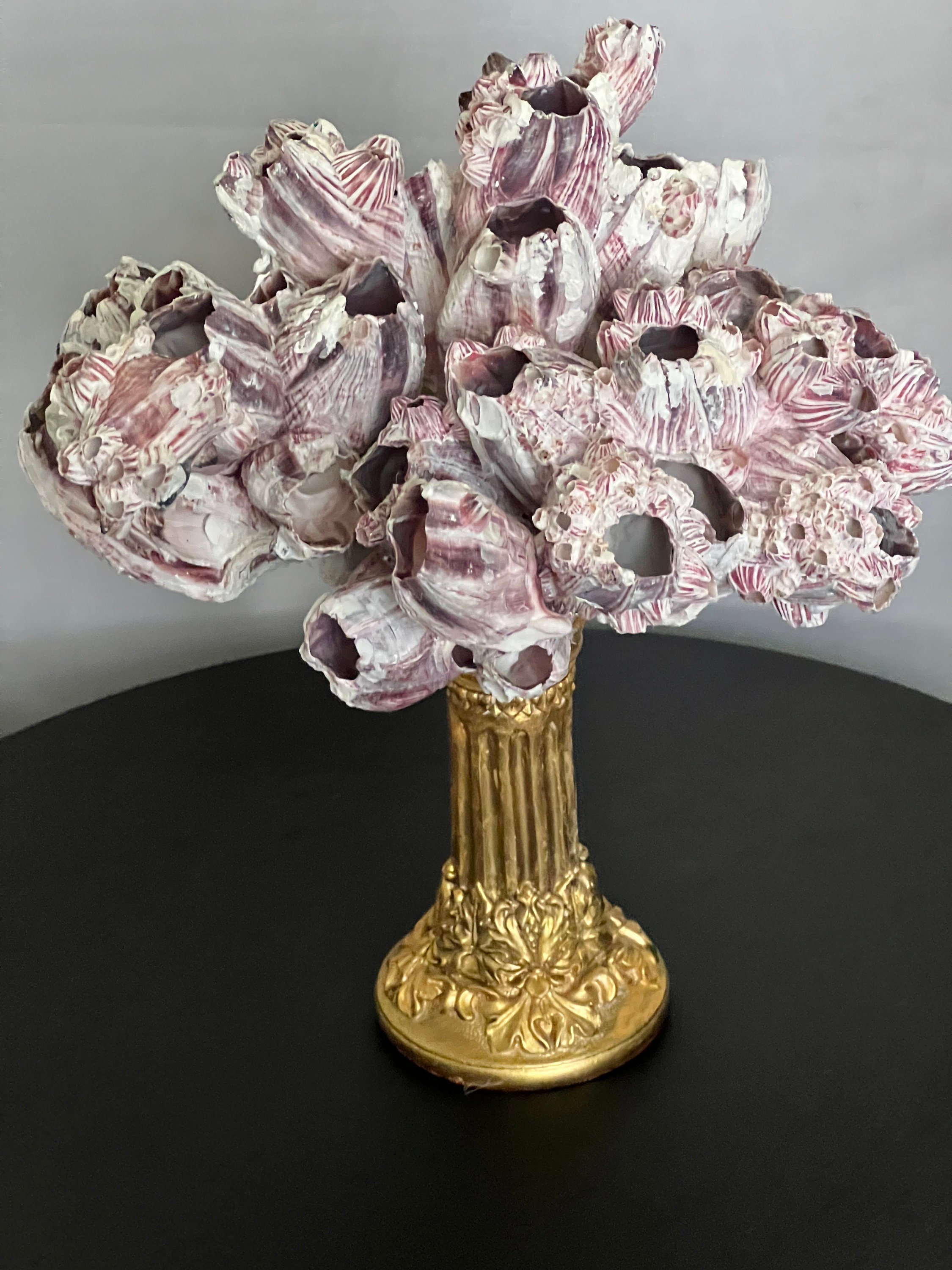Large Cluster of Pink and Purple Sea Barnacles Mounted on a Gold ...