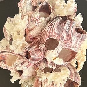 Pink and Purple Sea Barnacle Cluster Enhanced With Murex, Urchin and ...