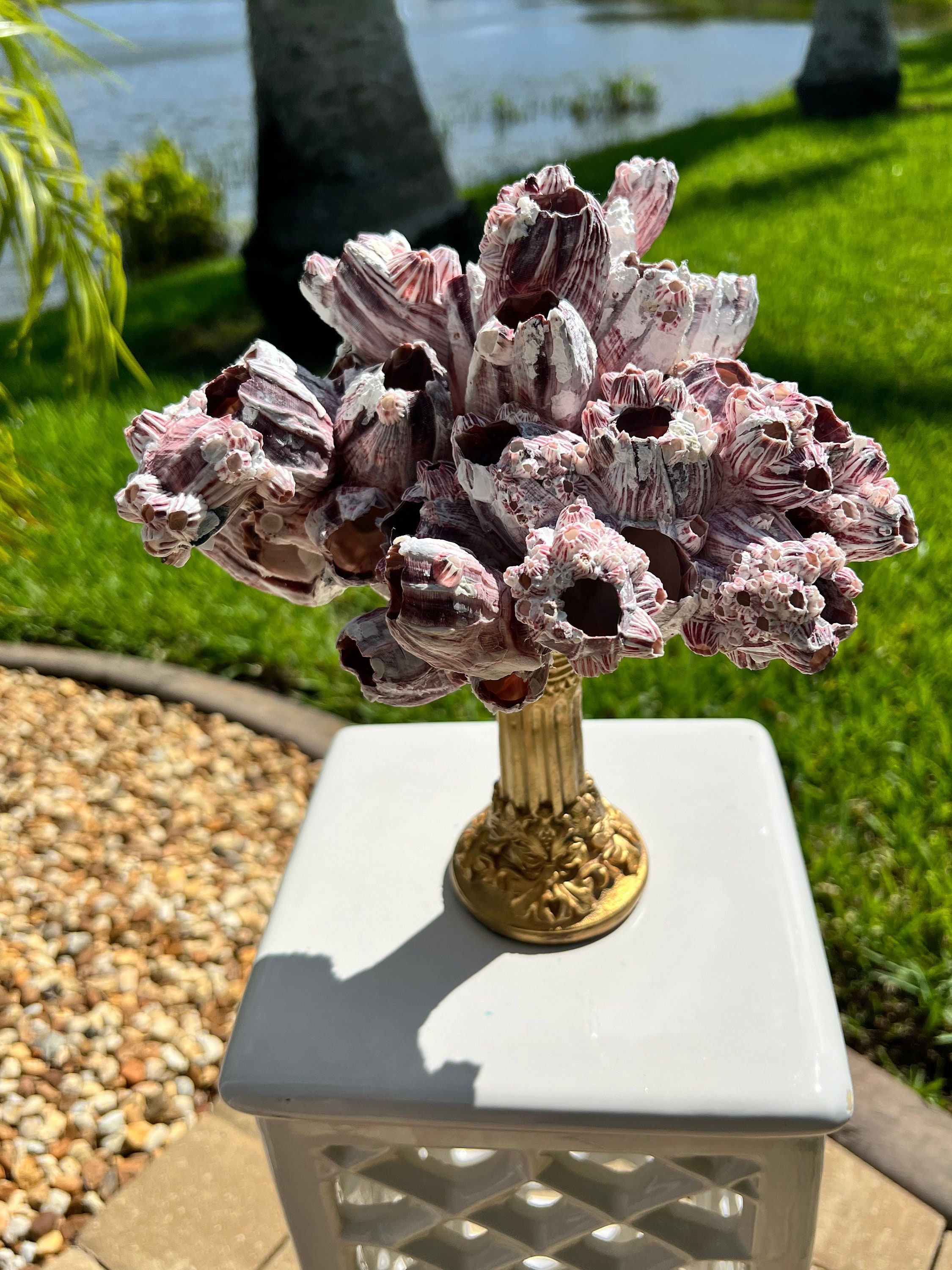 Large Cluster of Pink and Purple Sea Barnacles Mounted on a Gold ...