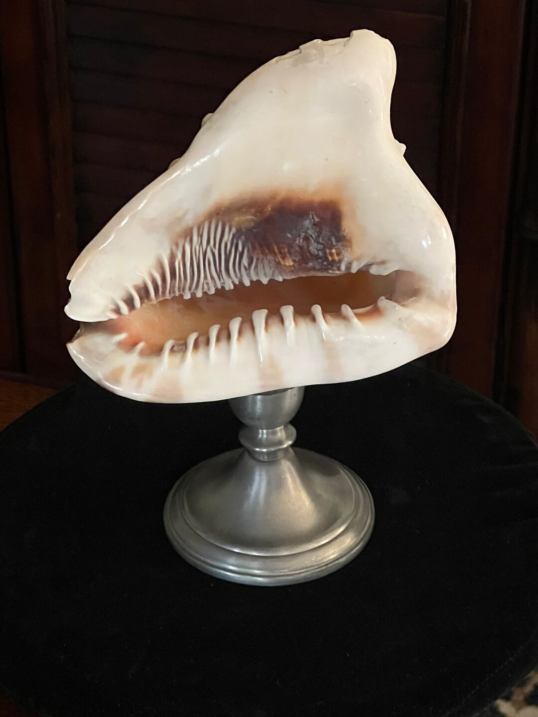 Collectable Vintage, Queen Helmet Conch Sea Shell Mounted on a Pewter 5 ...