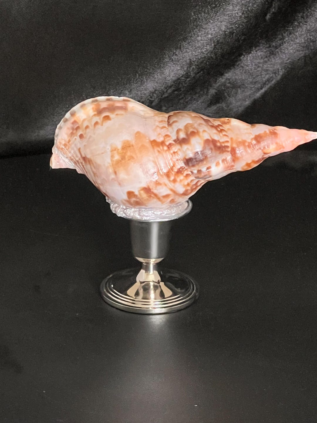 Atlantic Triton Shell on Silver Plated Stand: Coastal Decor - Etsy