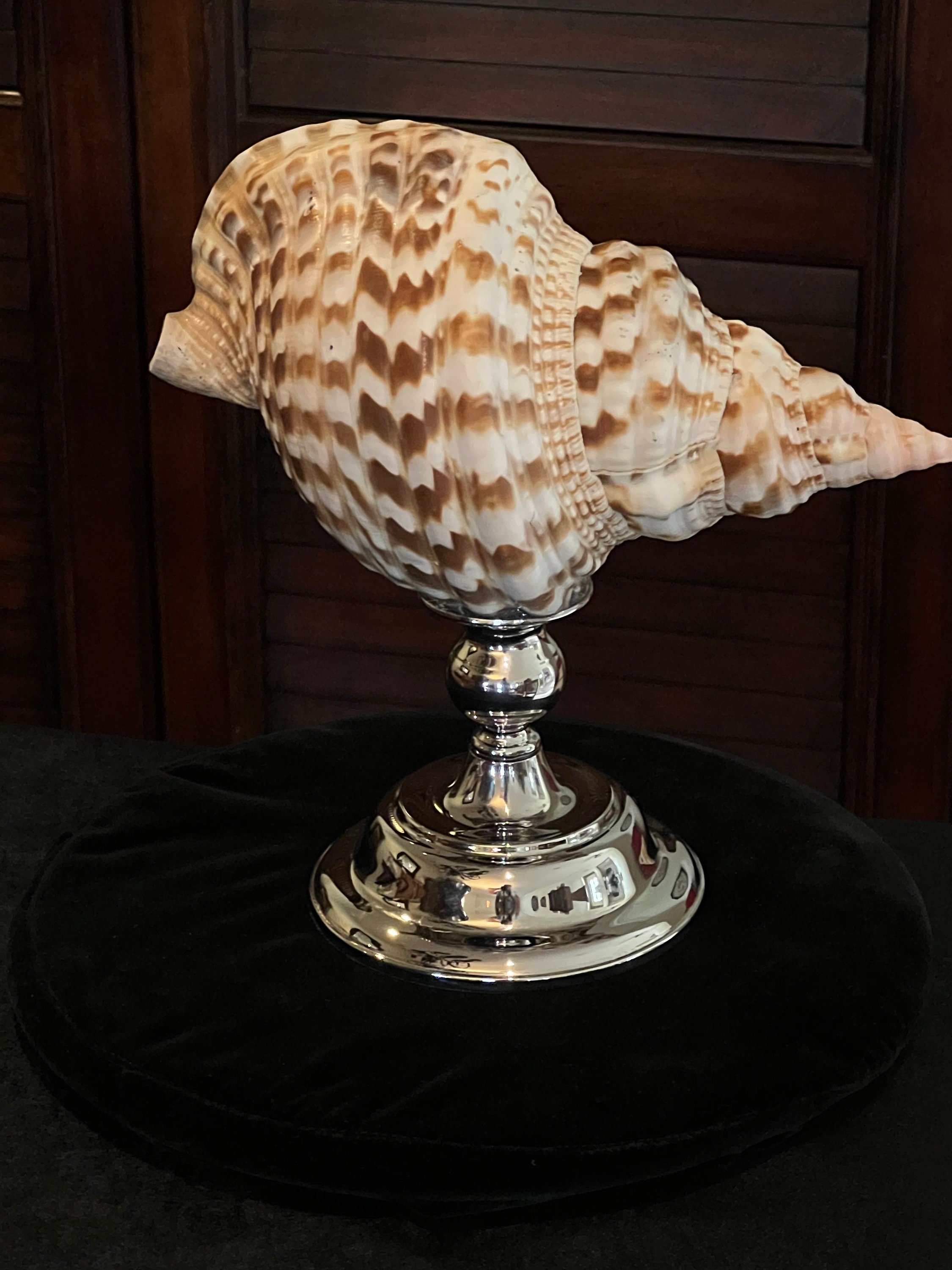 Very Large 12 Inch Triton's Trumpet Shell Beautiful Markings Mounted on ...