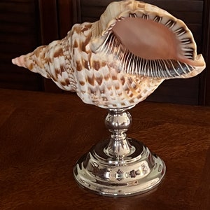 Very Large 12 Inch Triton's Trumpet Shell Beautiful Markings Mounted on ...