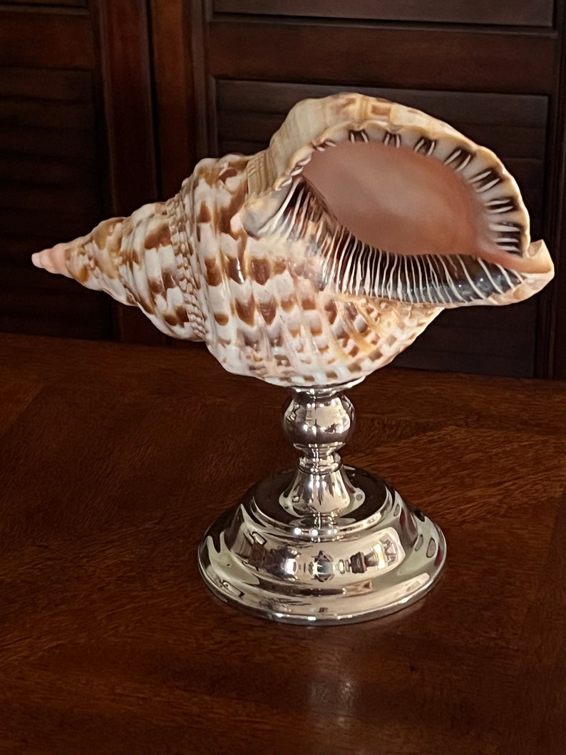 Very Large 12 Inch Triton's Trumpet Shell Beautiful Markings Mounted on ...