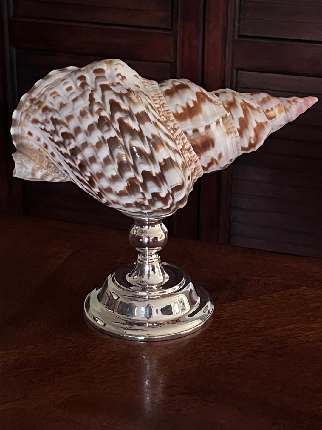 Large 11 Inch Specimen Eastern TRITON Shell Mounted on a Shiny 5 Inch ...