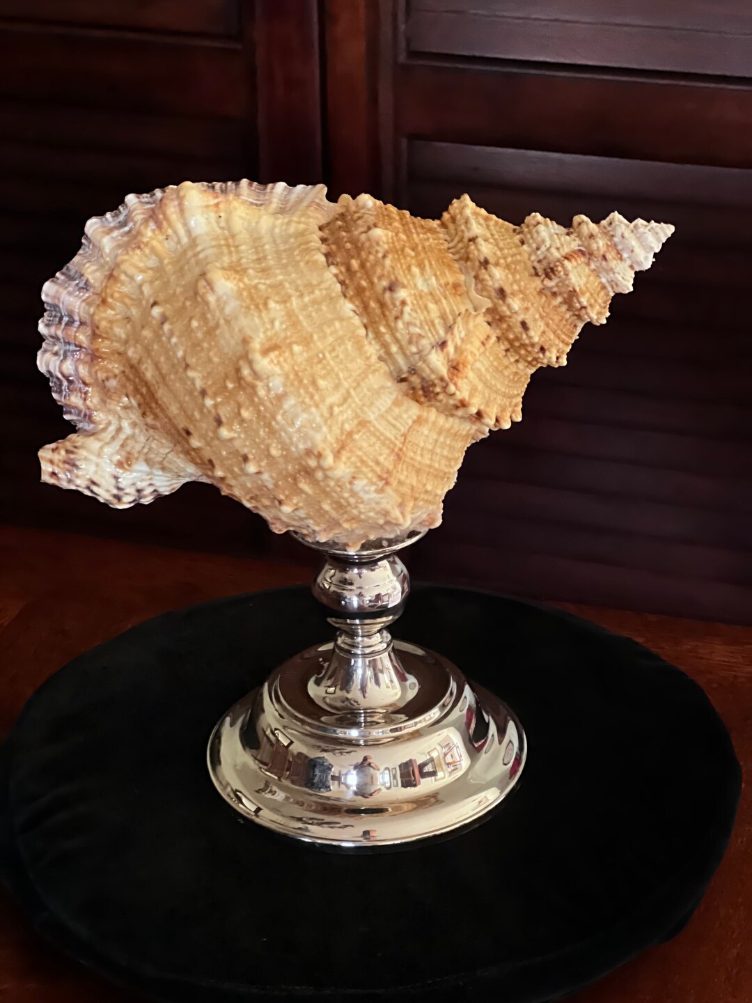 Large 11 Inch Tutufa Bubo Bursa Frog Shell From Vietnam Perfectly ...