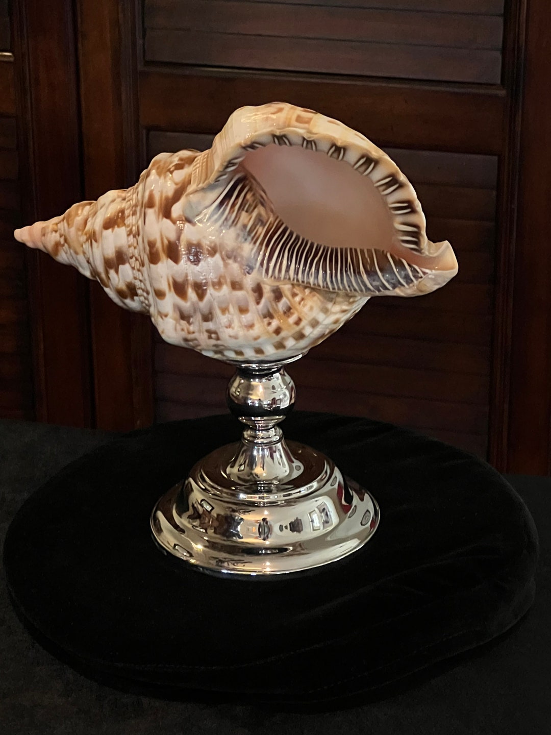 Very Large 12 Inch Triton's Trumpet Shell Beautiful Markings Mounted on ...