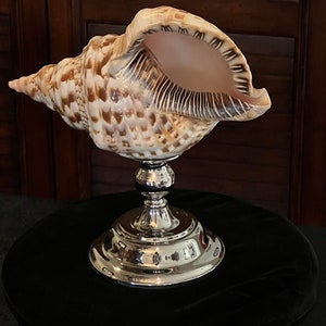 Very Large 12 Inch Triton's Trumpet Shell Beautiful Markings Mounted on ...